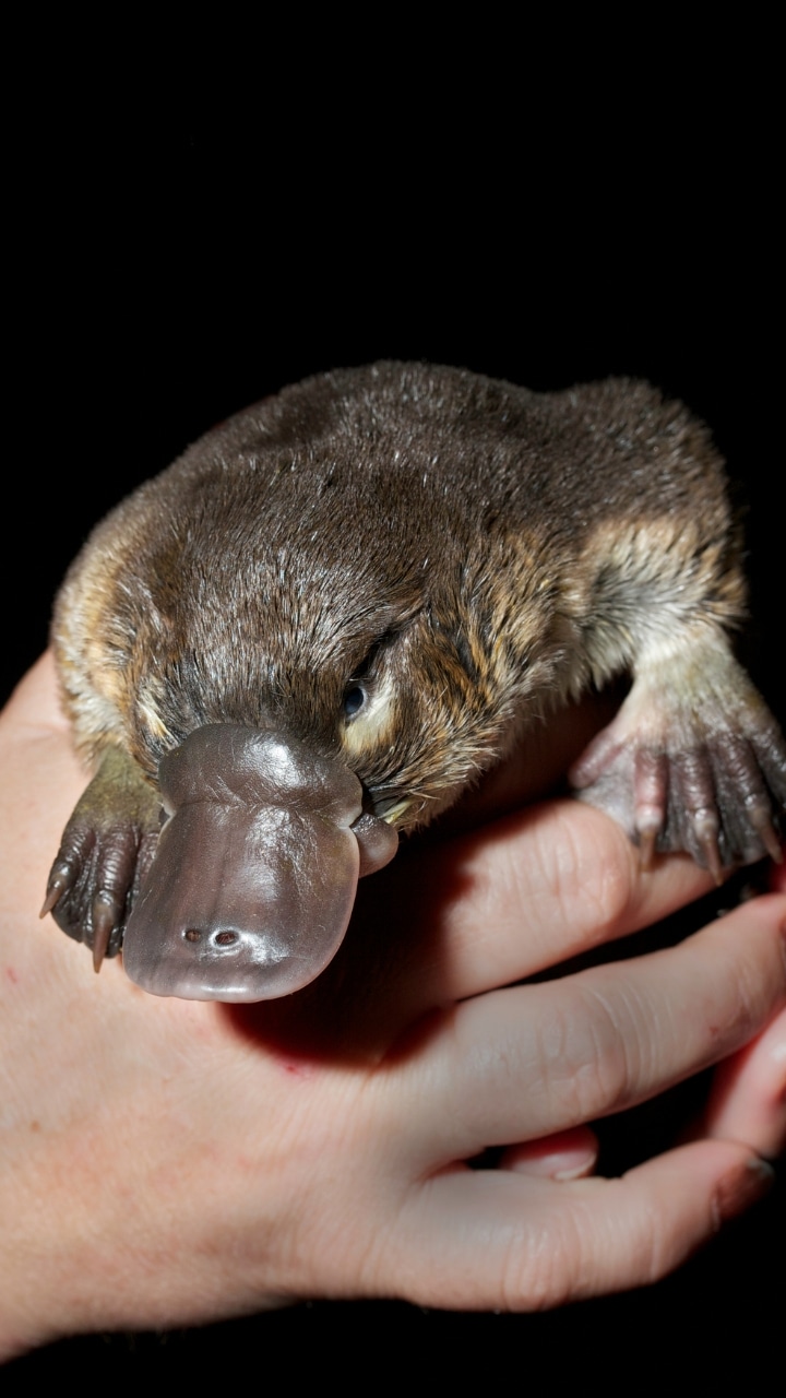 This animal’s poison is so unique that science is yet to develop an ...