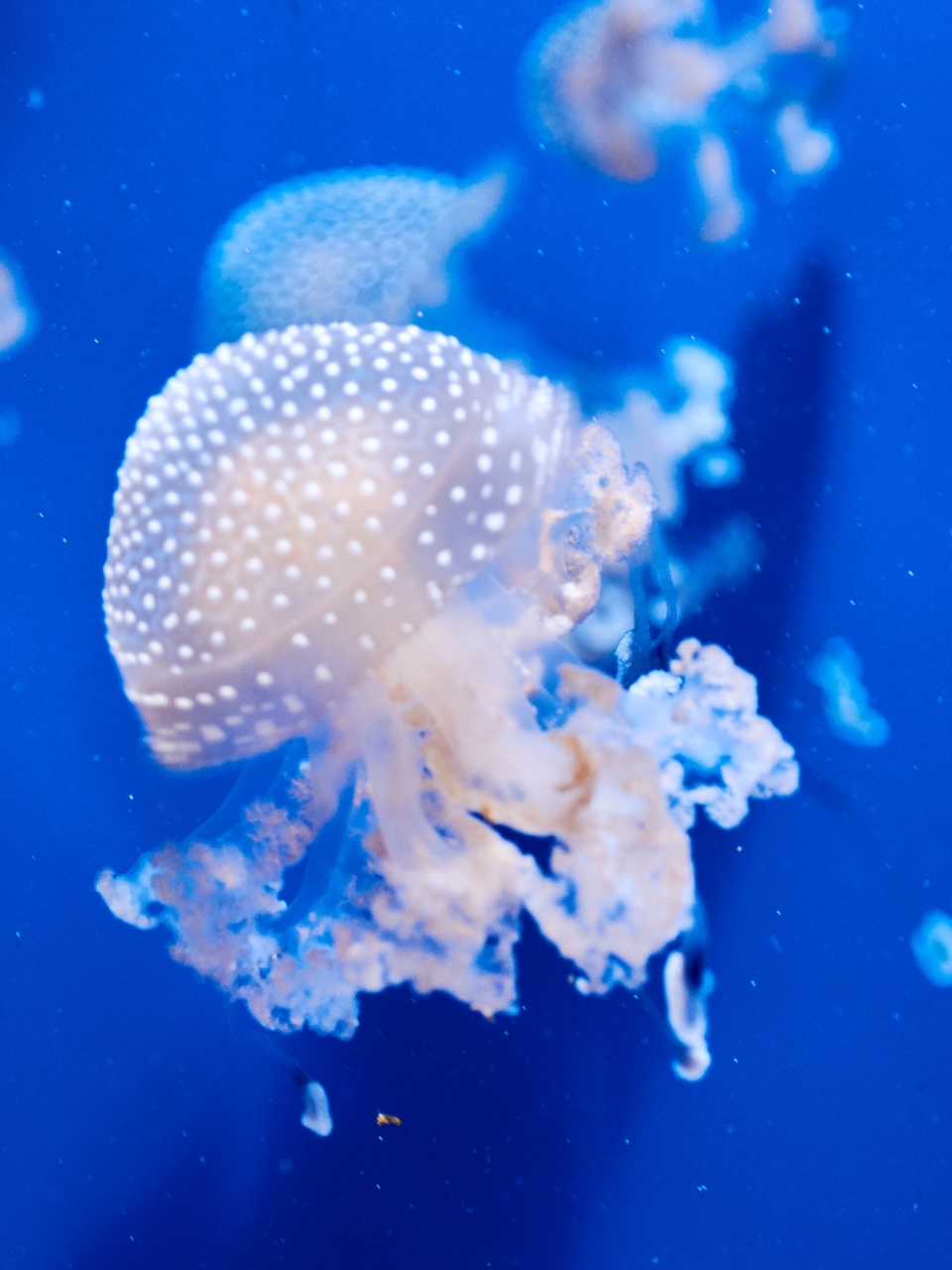 Heartless creatures: How some animals survive without a heart