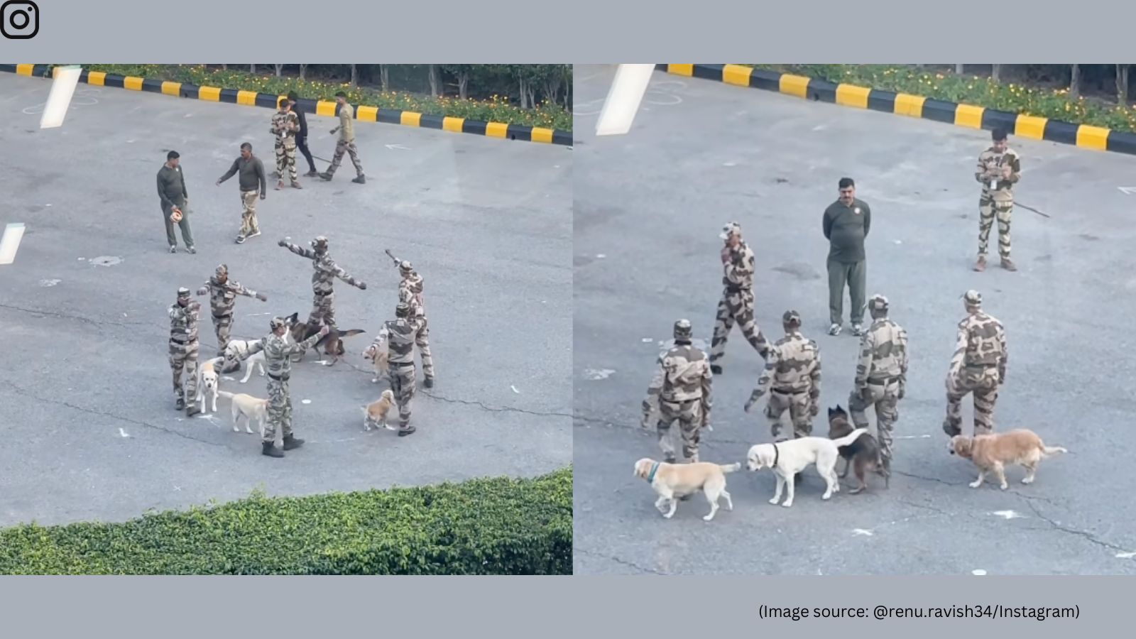‘The rhythmic tail movement’: Army dogs rehearsing Republic Day Parade ...