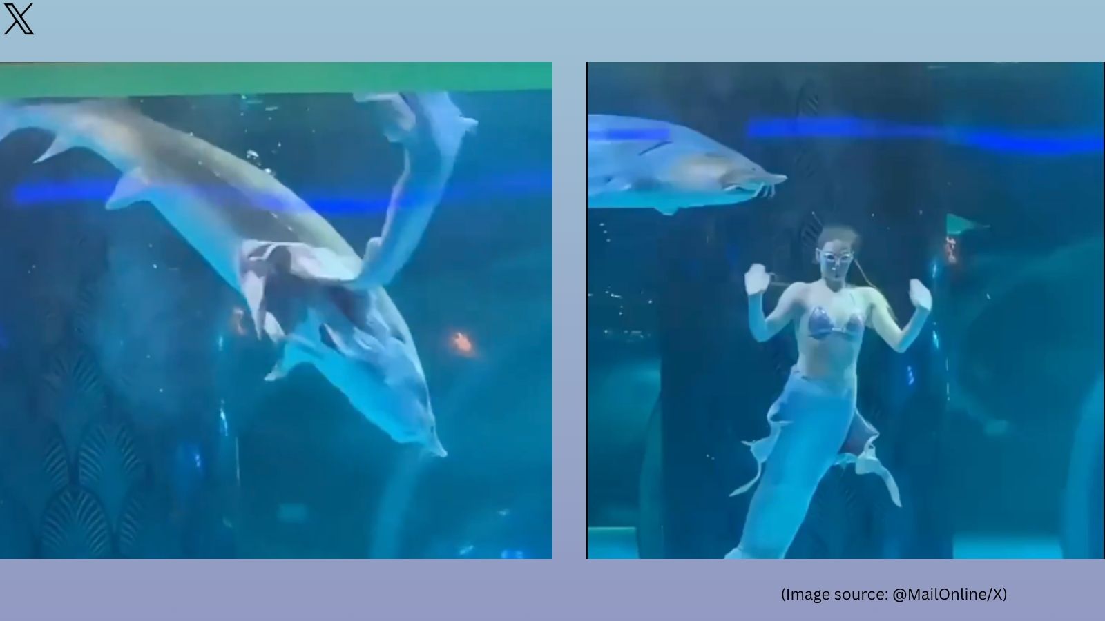 Giant fish attacks woman performing as mermaid at Chinese aquarium, chilling video goes viral ...