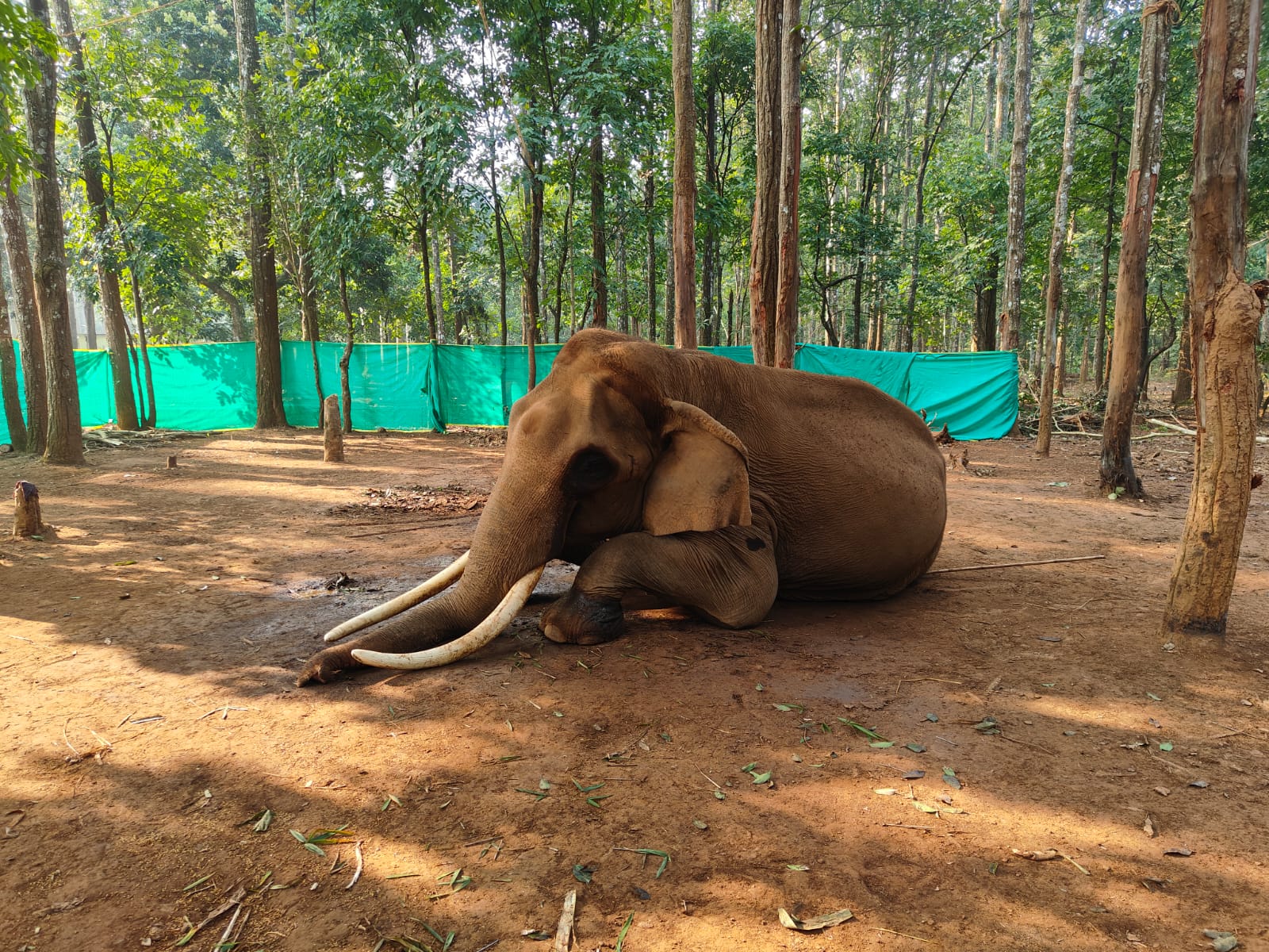 Mahendra, tusker that protected tigers and survived a Maoist attack ...