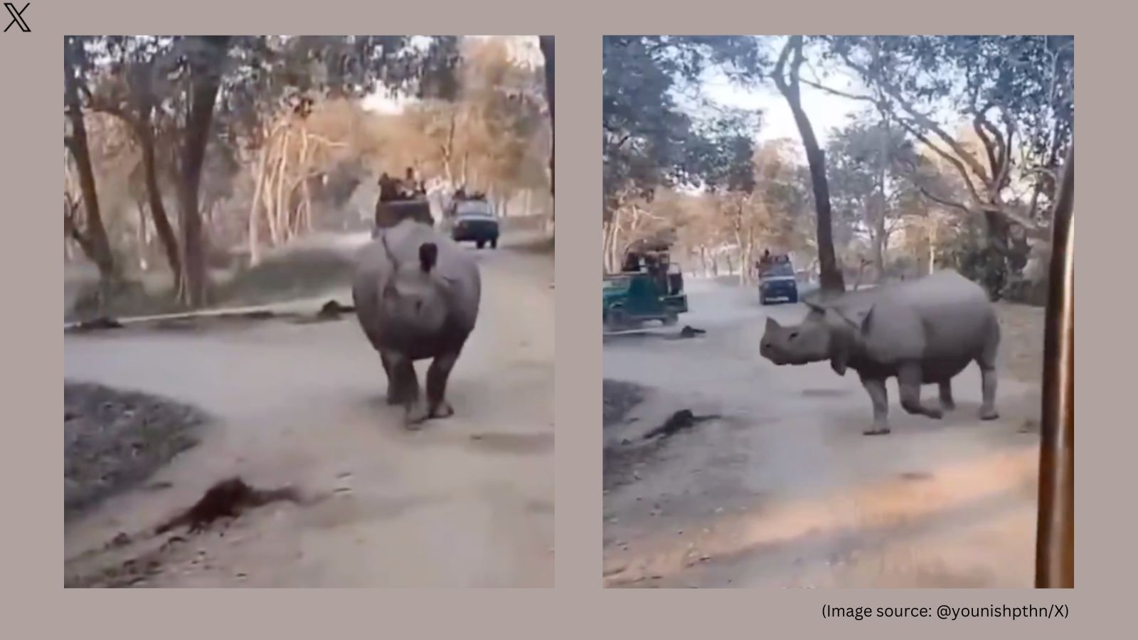 Woman and daughter fall in front of rhino at Kaziranga National Park ...