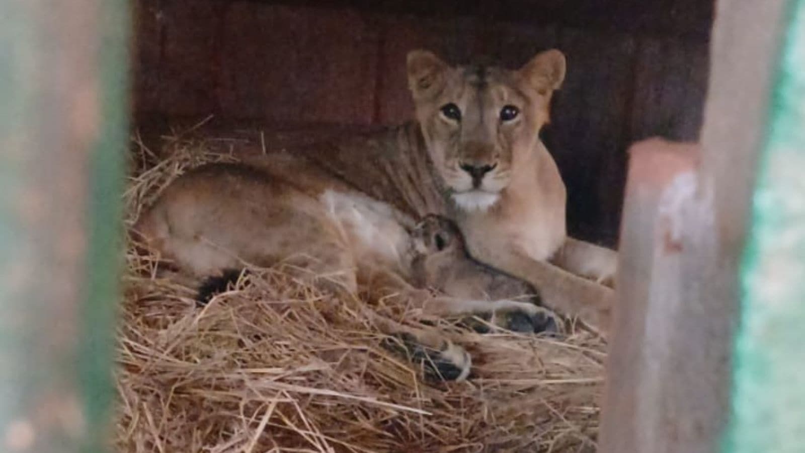 After 14 long years a lion cub born in SGNP, takes total strength of ...