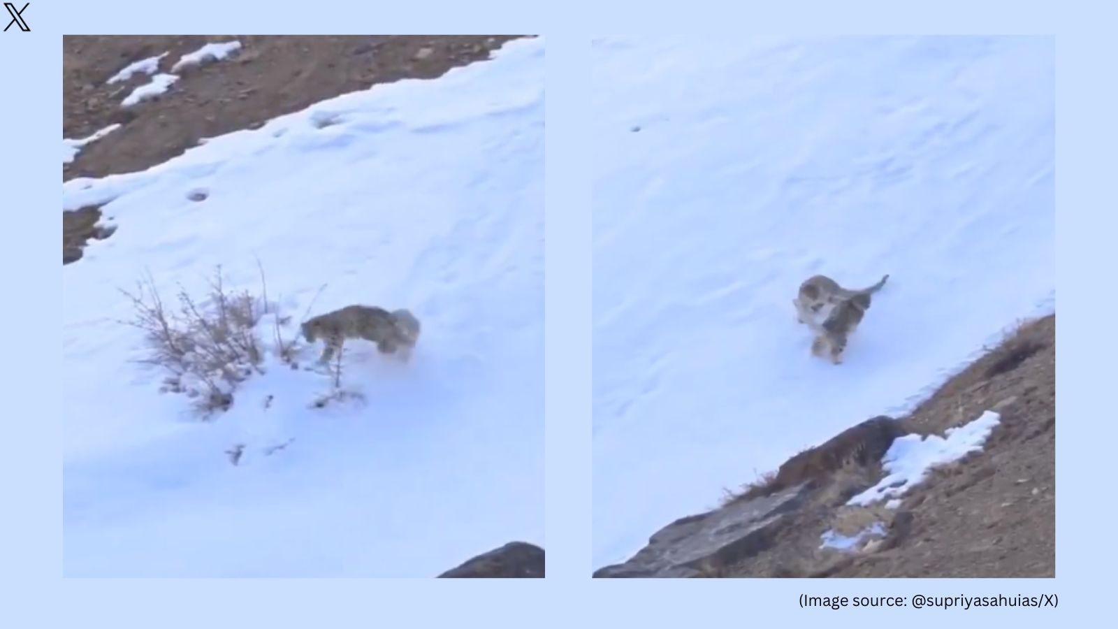 Video of snow leopards playing with each other in Ladakh’s Zanskar ...