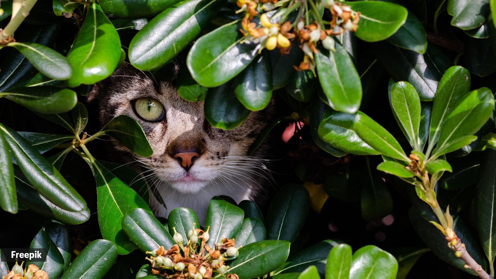 World’s most bizarre secret weapons: how pigeons, cats, whales, robotic ...