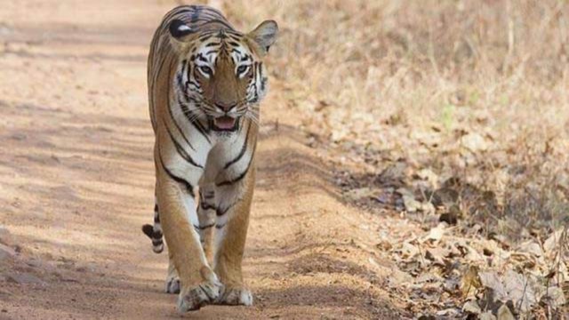 Tiger found dead in MP’s Bandhavgarh Reserve | India News - The Indian ...