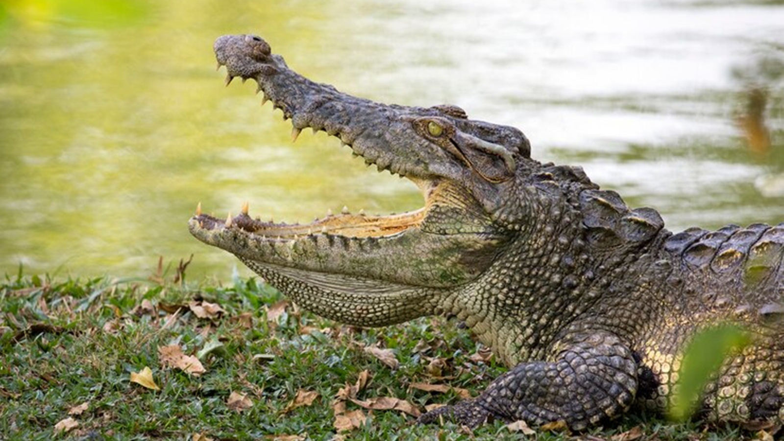 4 animals that can swallow humans whole | Pets-animals News - The ...