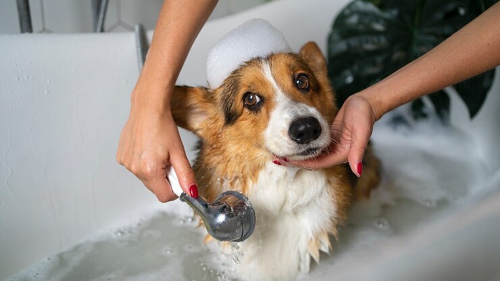 Your dog’s bathing schedule should actually depend on these factors ...
