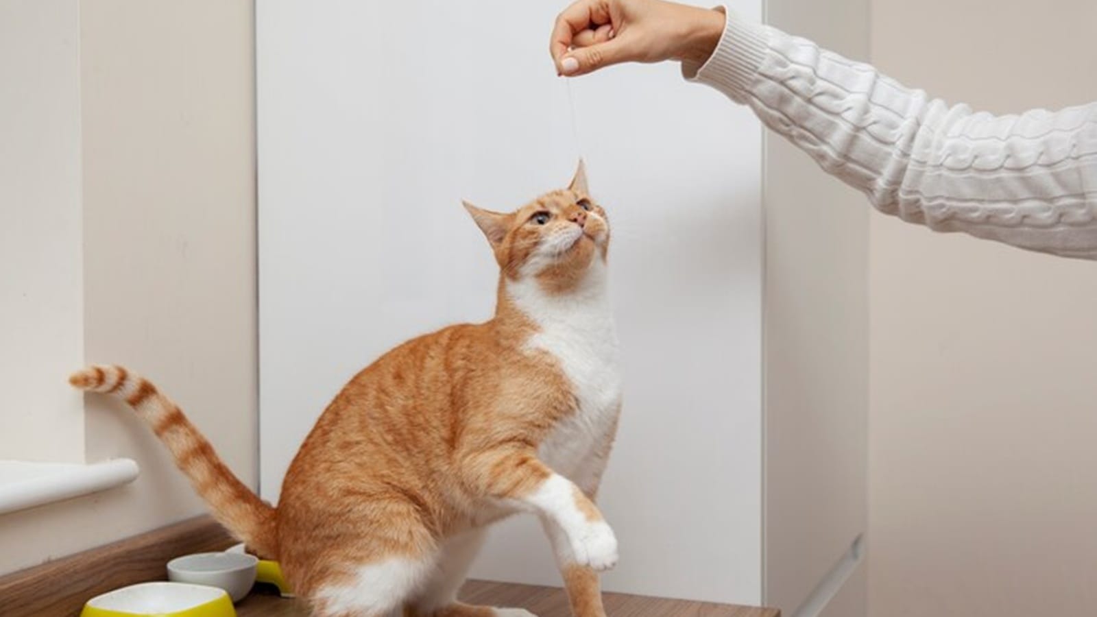 If a cat scratches, you may get this disease | Health News - The Indian ...