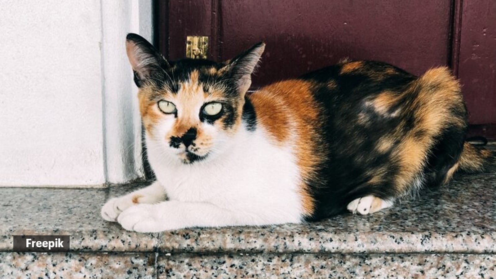 Your cat’s poop can reveal a lot about its health | Pets-animals News ...