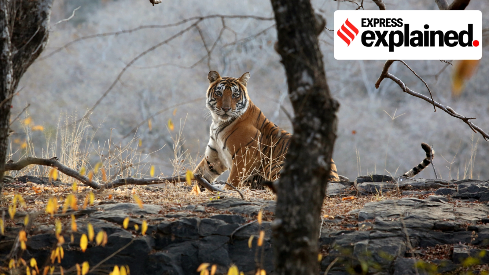 Zeenat captured: How wild animals are tranquilised | Explained News ...