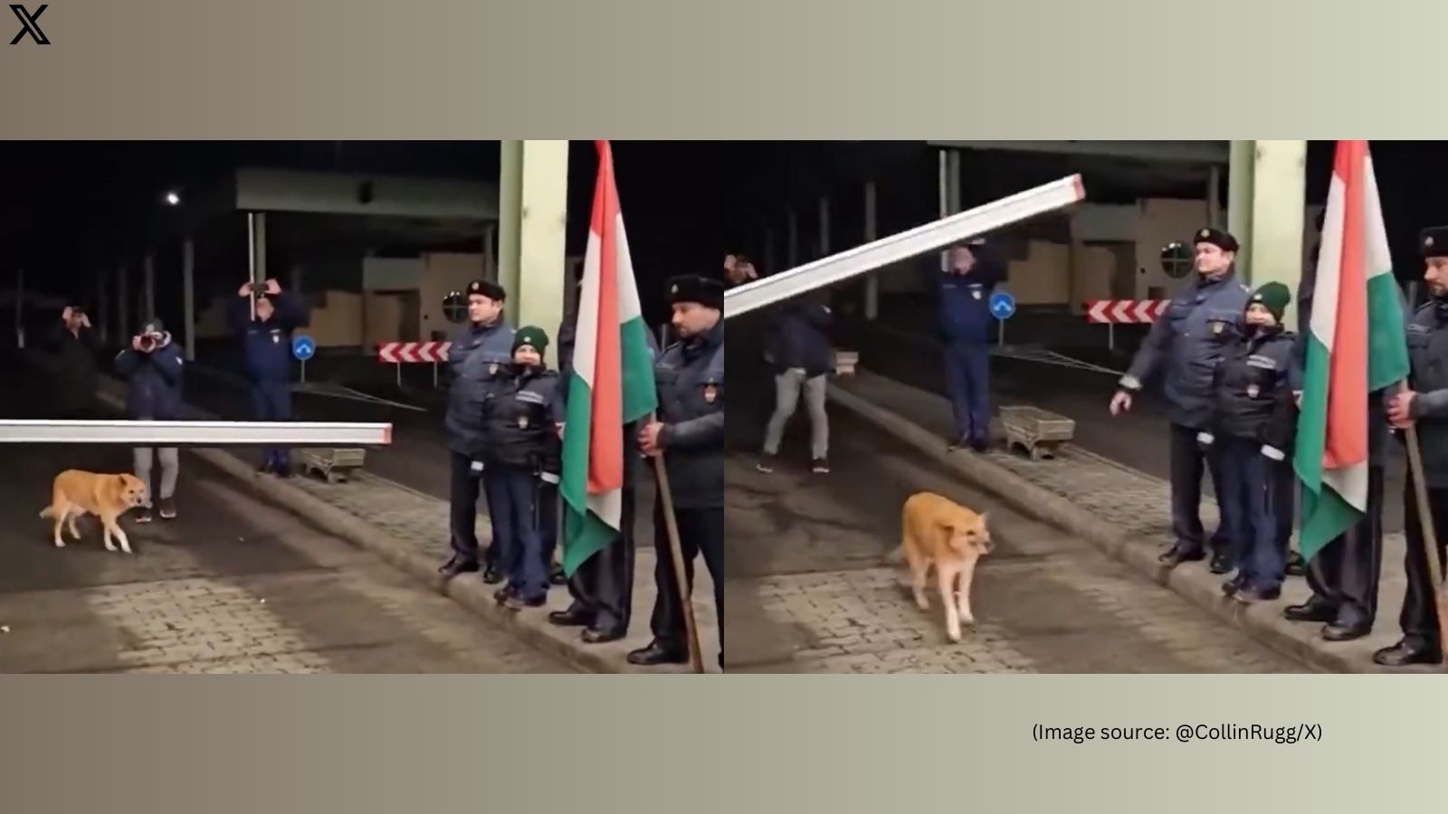 Stray dog becomes first to cross border as Bulgaria and Romania join ...