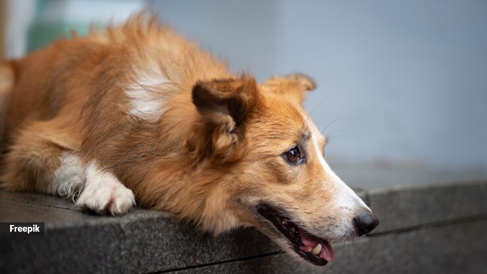 The science behind the irrational fear of dogs; know more about ...