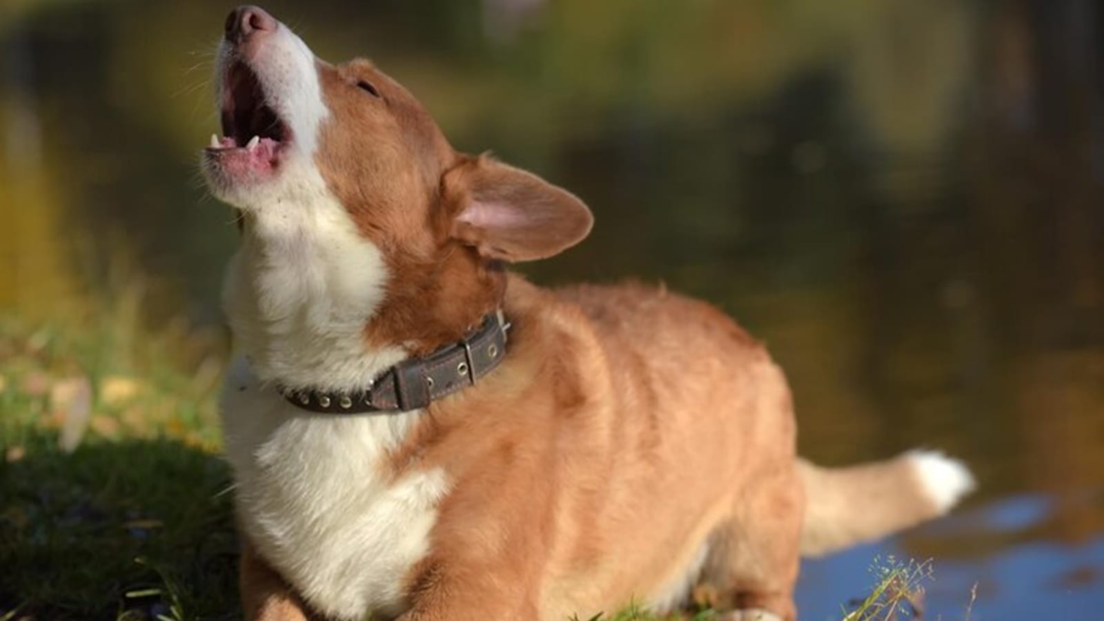 Why do dogs howl?