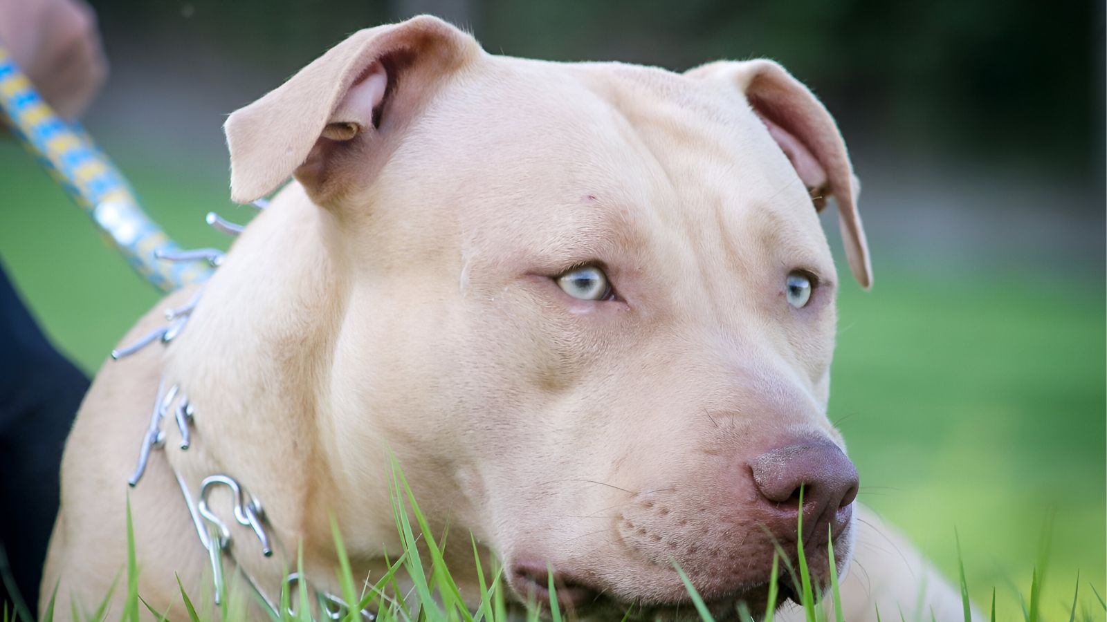 Not enforcing March 2024 ban on import, sale of 23 ‘ferocious’ dog ...