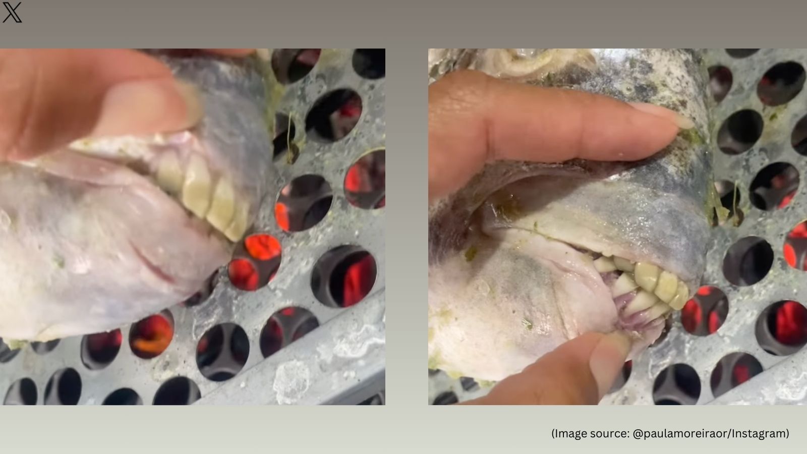 Watch: Brazilian woman discovers fish with strange human-like teeth ...