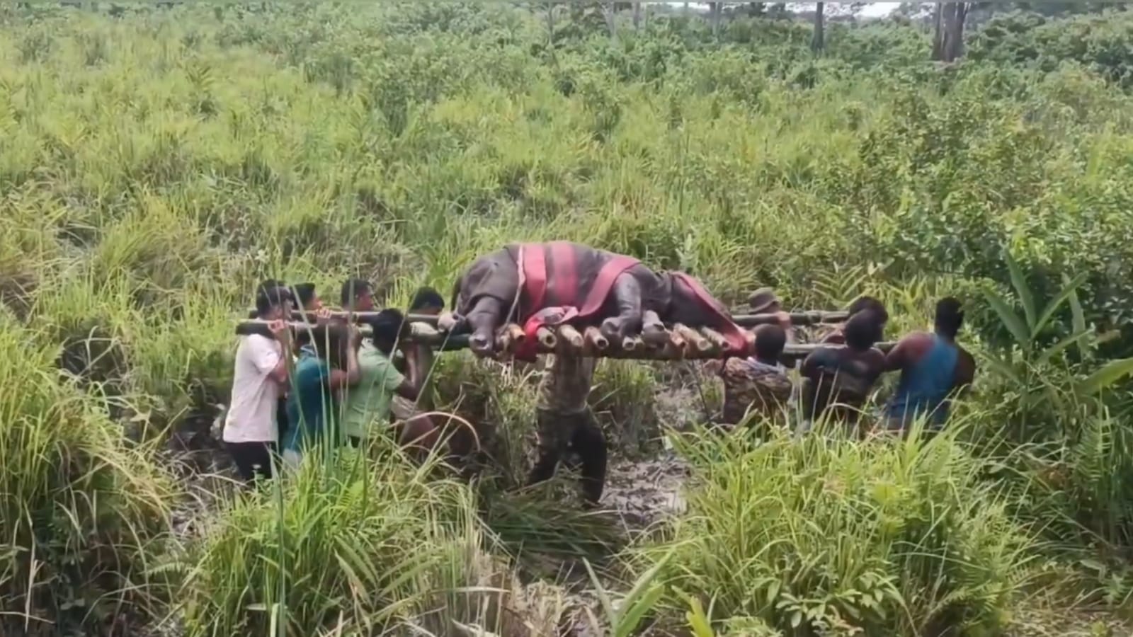 WATCH: Forest officials rescue 700-kilo rhino calf trapped in swamp ...