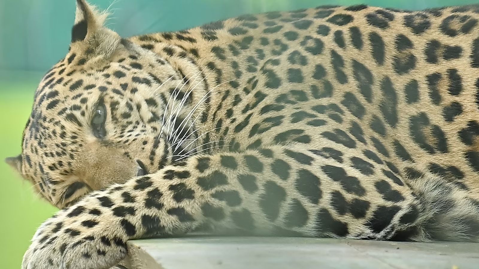 Minor girl killed in leopard attack in Gujarat’s Amreli; cages put up ...