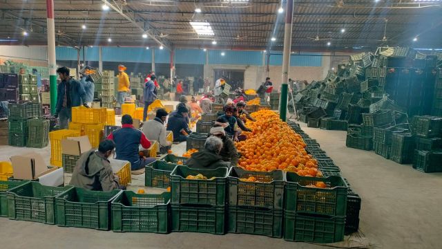 Kinnow returns to mid-day meal in Punjab but not a lot to cheer for ...