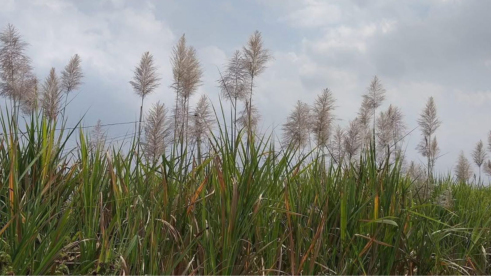 With cane flowering too soon, sugar production in Maharashtra takes a ...