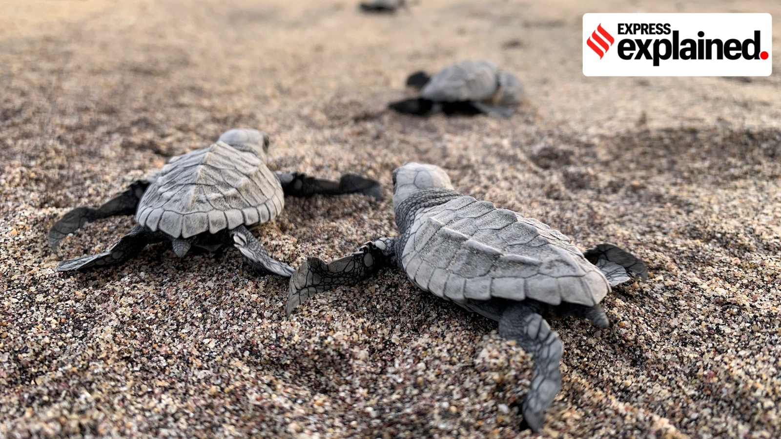 Why dead olive ridley turtles are washing ashore in Tamil Nadu ...