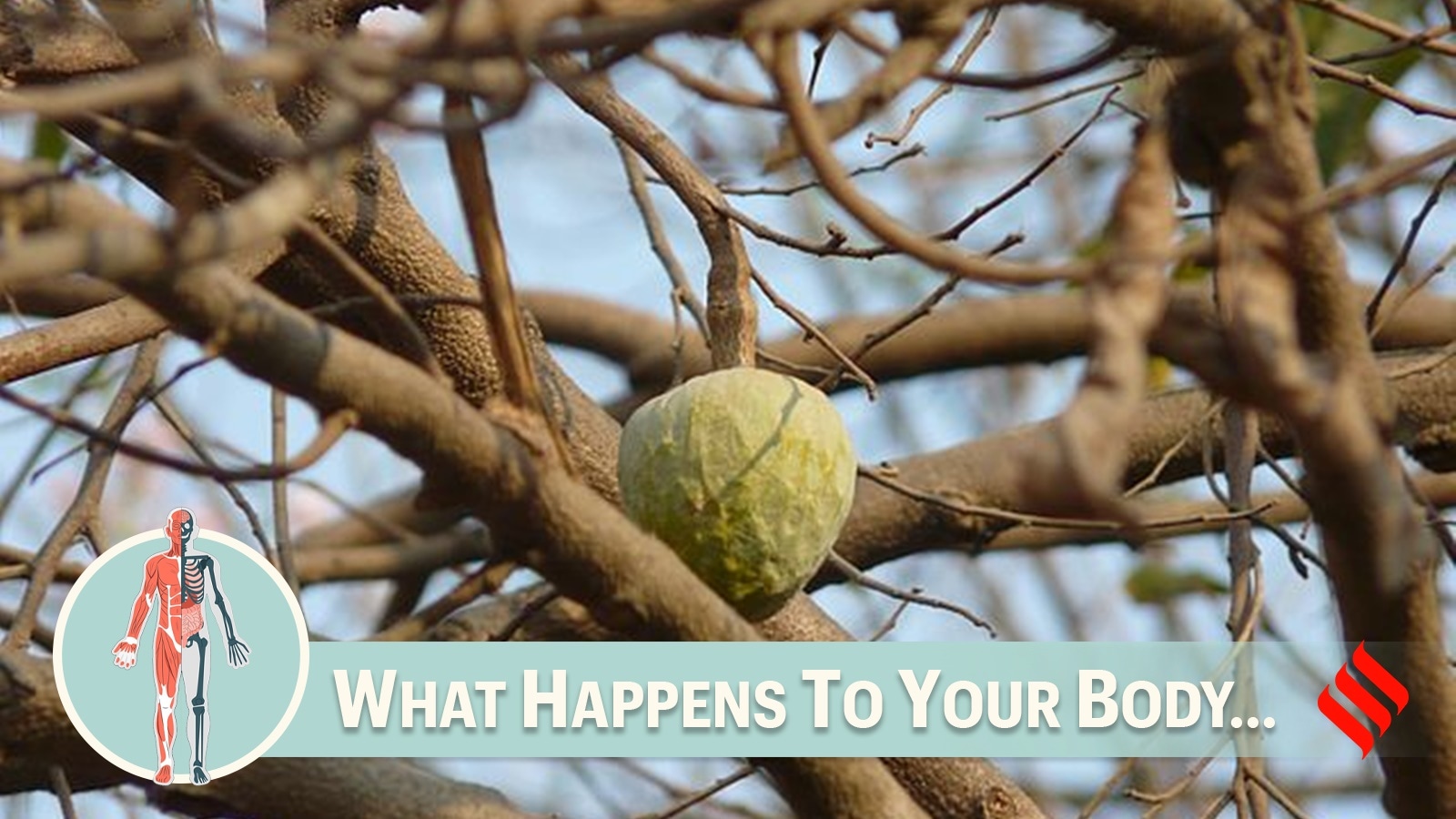 What happens to the body when you eat a ramphal (netted custard apple ...