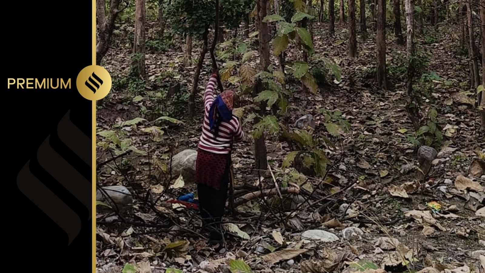 When a tiger killed Shanti: What makes women vulnerable to tiger ...