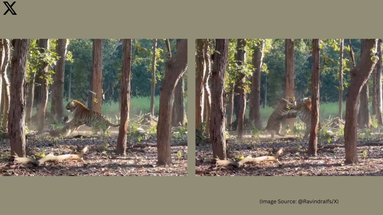 ‘Clash of the Titans’: Tourist captures dramatic tiger fight in Kanha ...