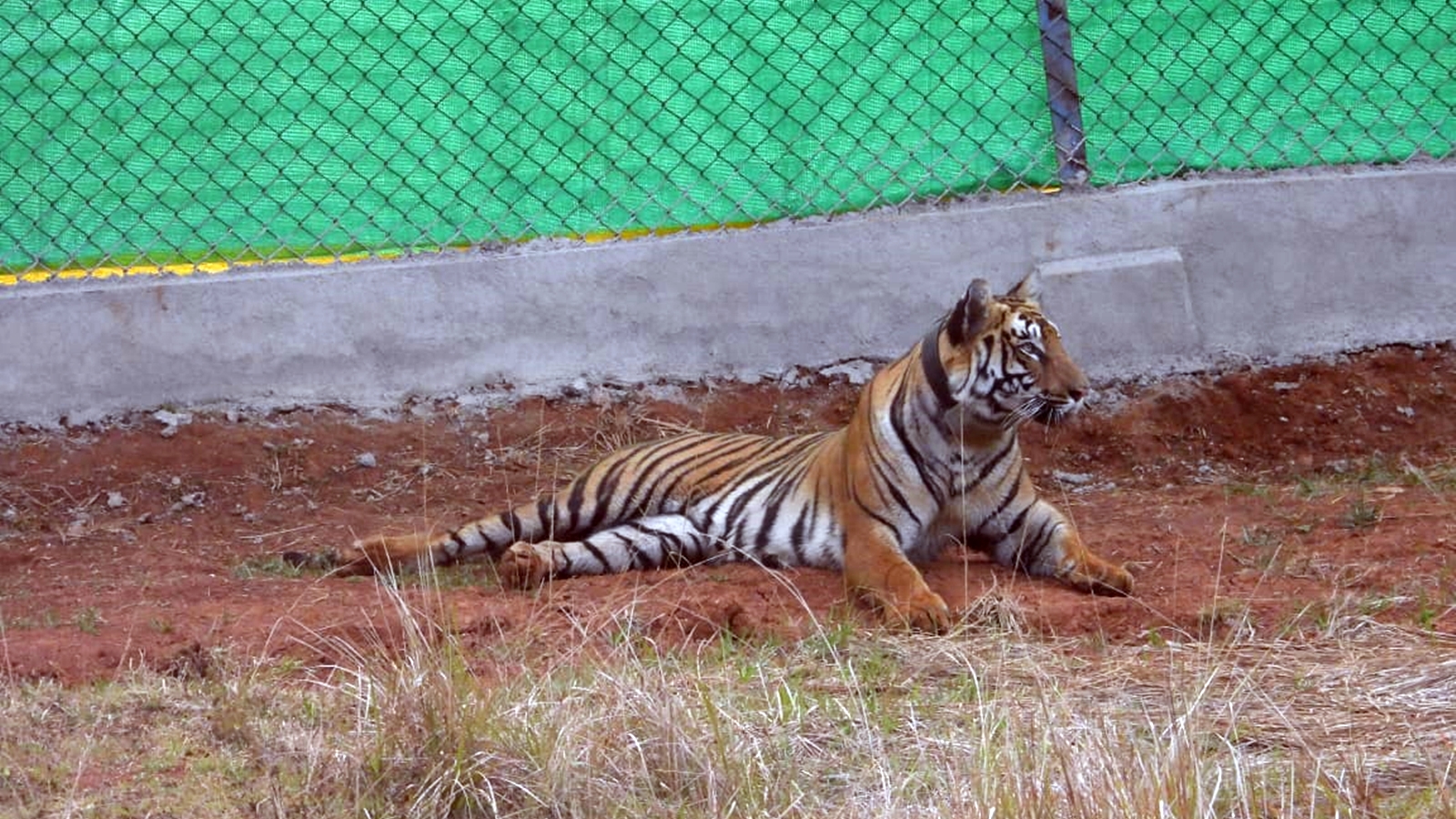 ‘If you don’t have place, we will keep it in our Tiger reserve ...