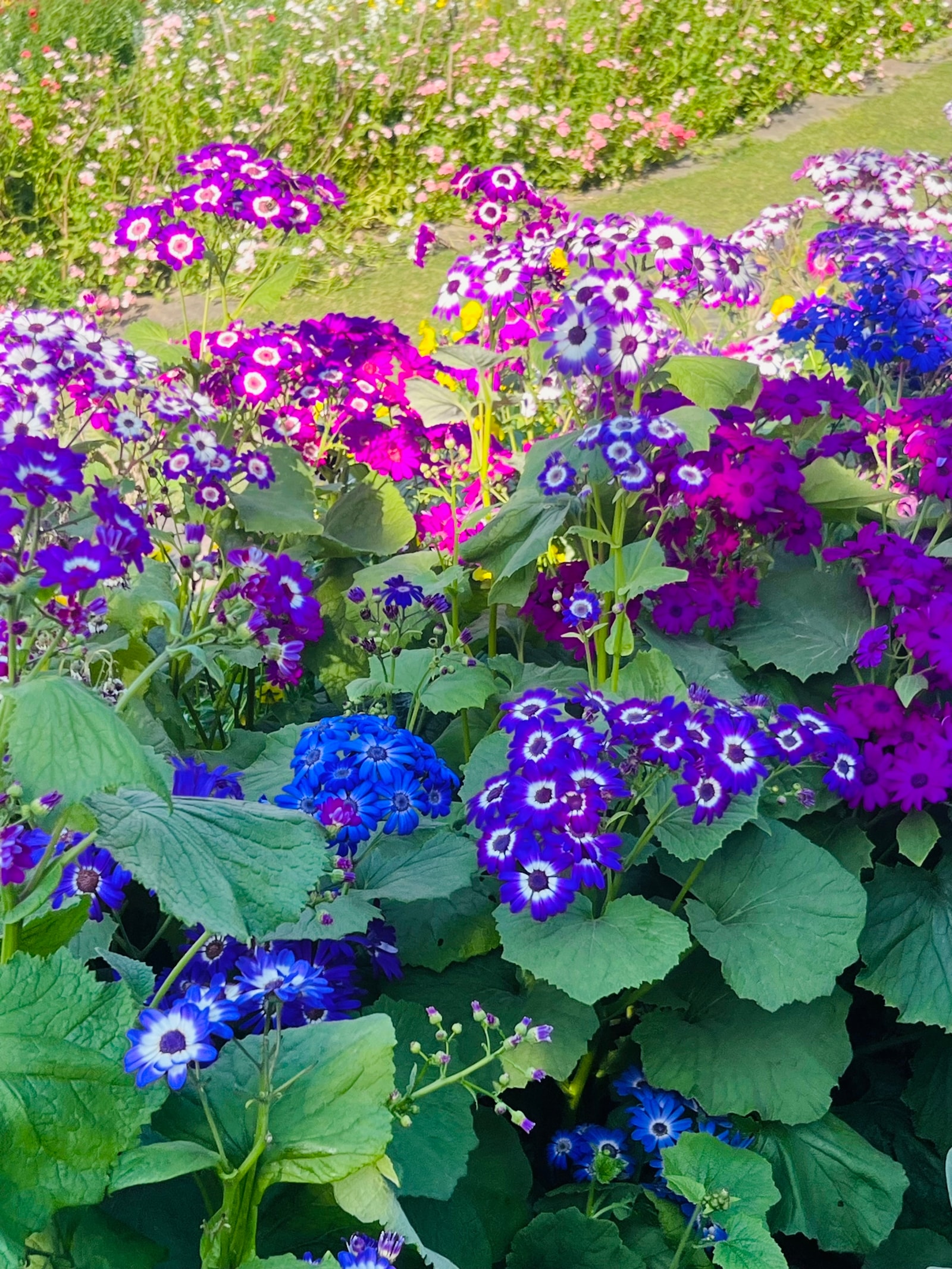 A walk through Amrit Udyan, where flowers sing tales of history, diplomacy, and heritage | Life ...