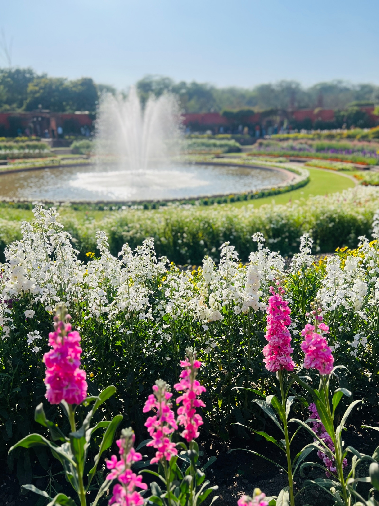 A walk through Amrit Udyan, where flowers sing tales of history ...