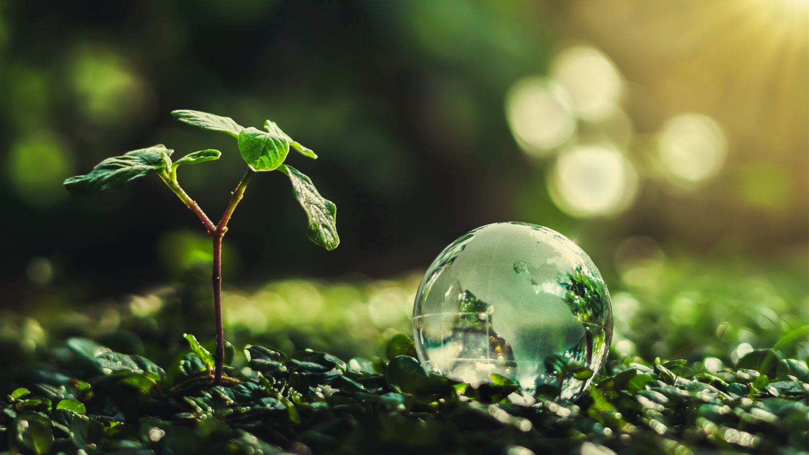 Global Tourism Resilience Day 2025: Date, Origin, Significance, and ...