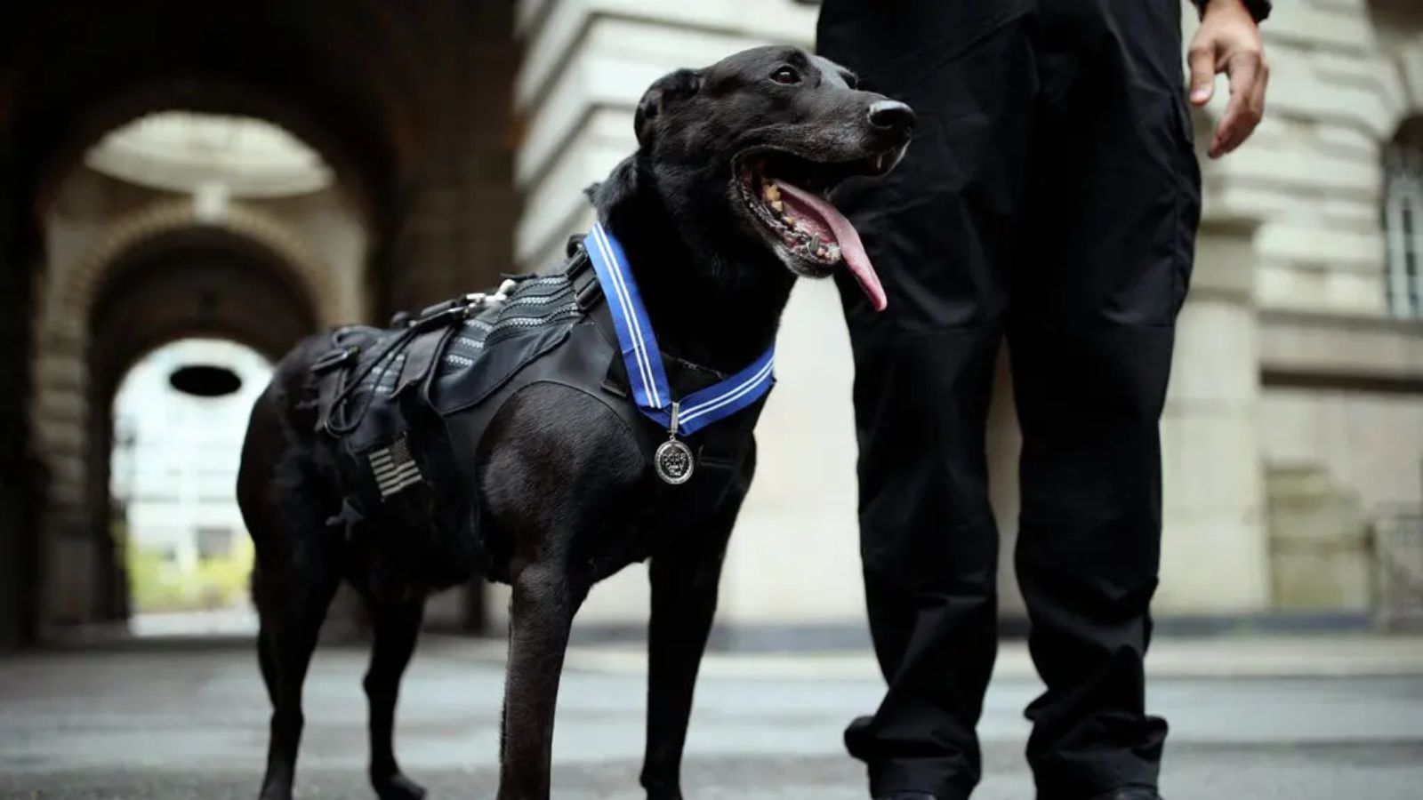 Hurricane, the dog who protected the Obama White House from an intruder ...