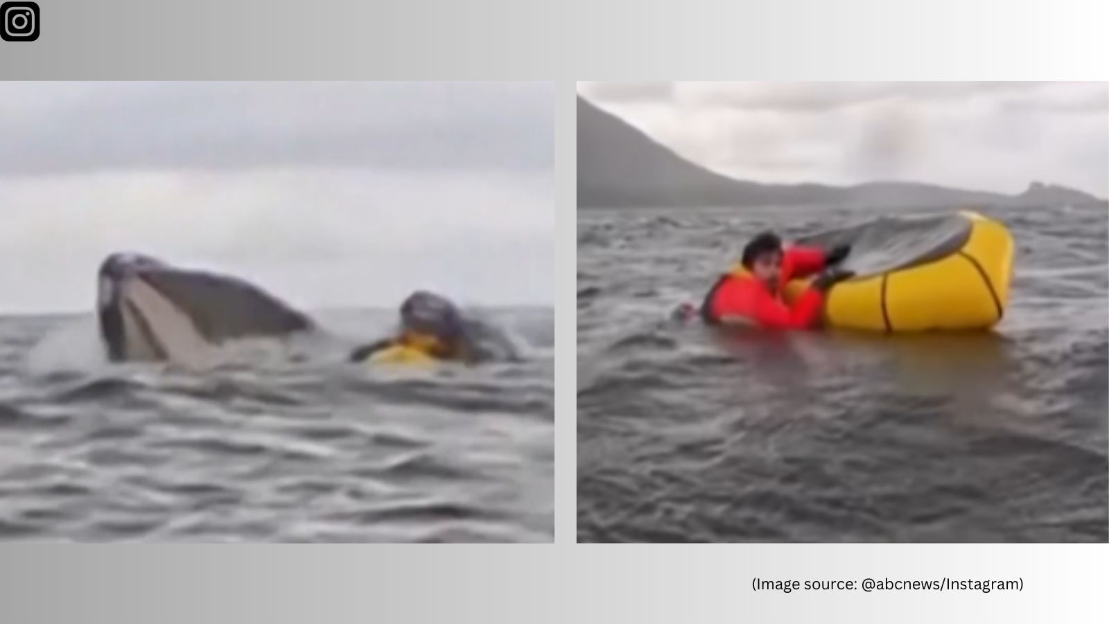 Swallowed by a whale, still survived: Kayaker’s near-death encounter ...