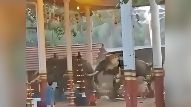 3 killed, 30 injured as elephants run amok during temple festival in ...