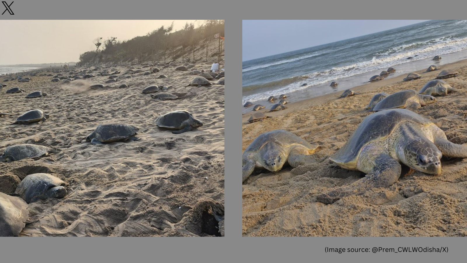 ‘Nature’s extravaganza’: Stunning clips show Olive Ridley turtles arriving at Odisha beach for ...