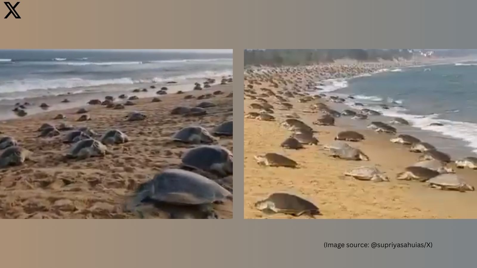 Nearly 3 lakh Olive Ridley turtles arrive for mass nesting in Odisha ...