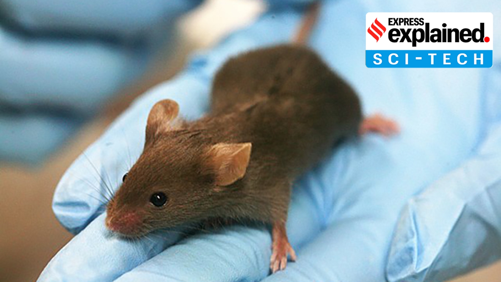 Explained: How mice learn to suppress fear, implications of this ...