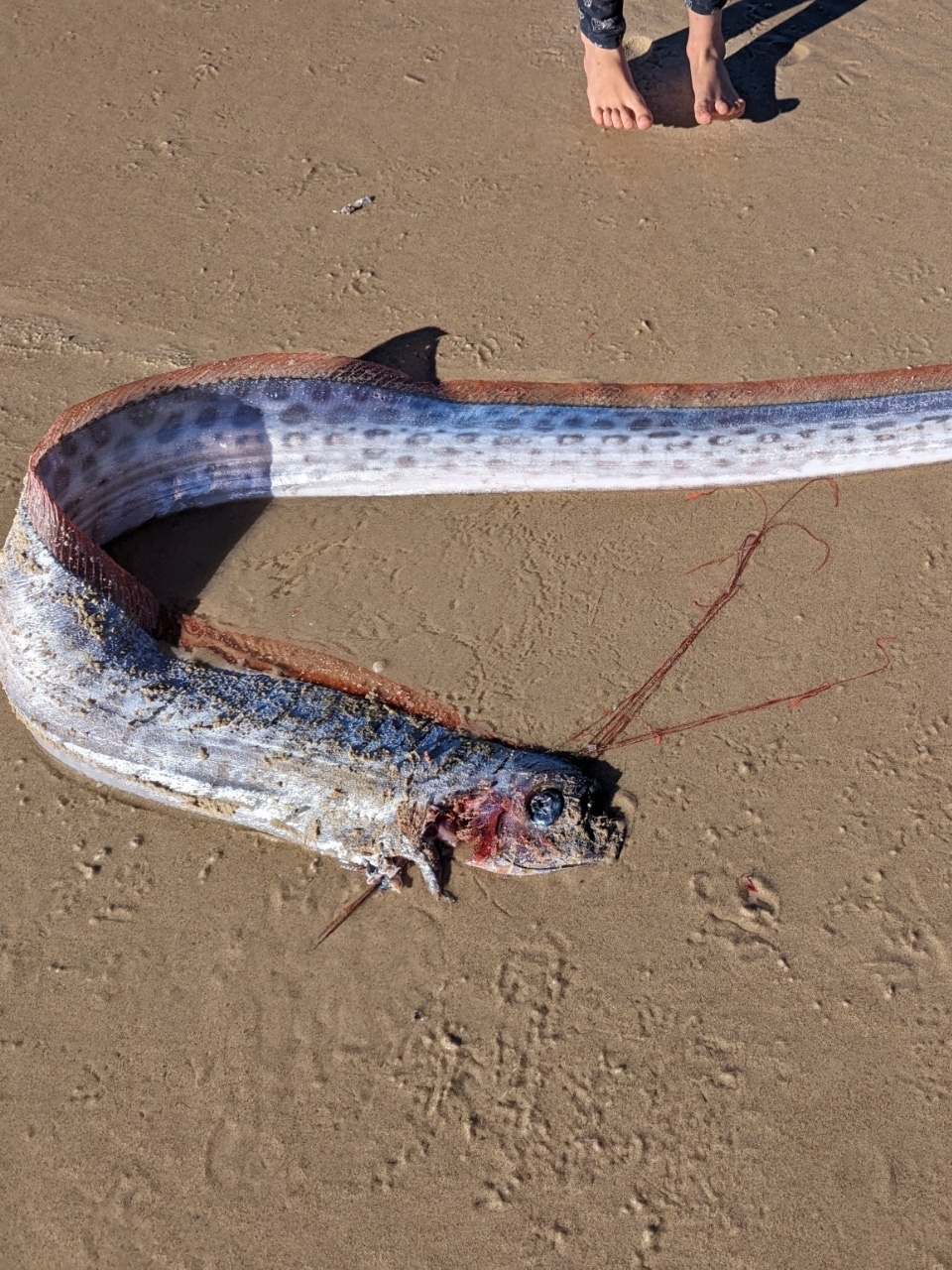 From Anglerfish to Goblin sharks: Rare ocean encounters