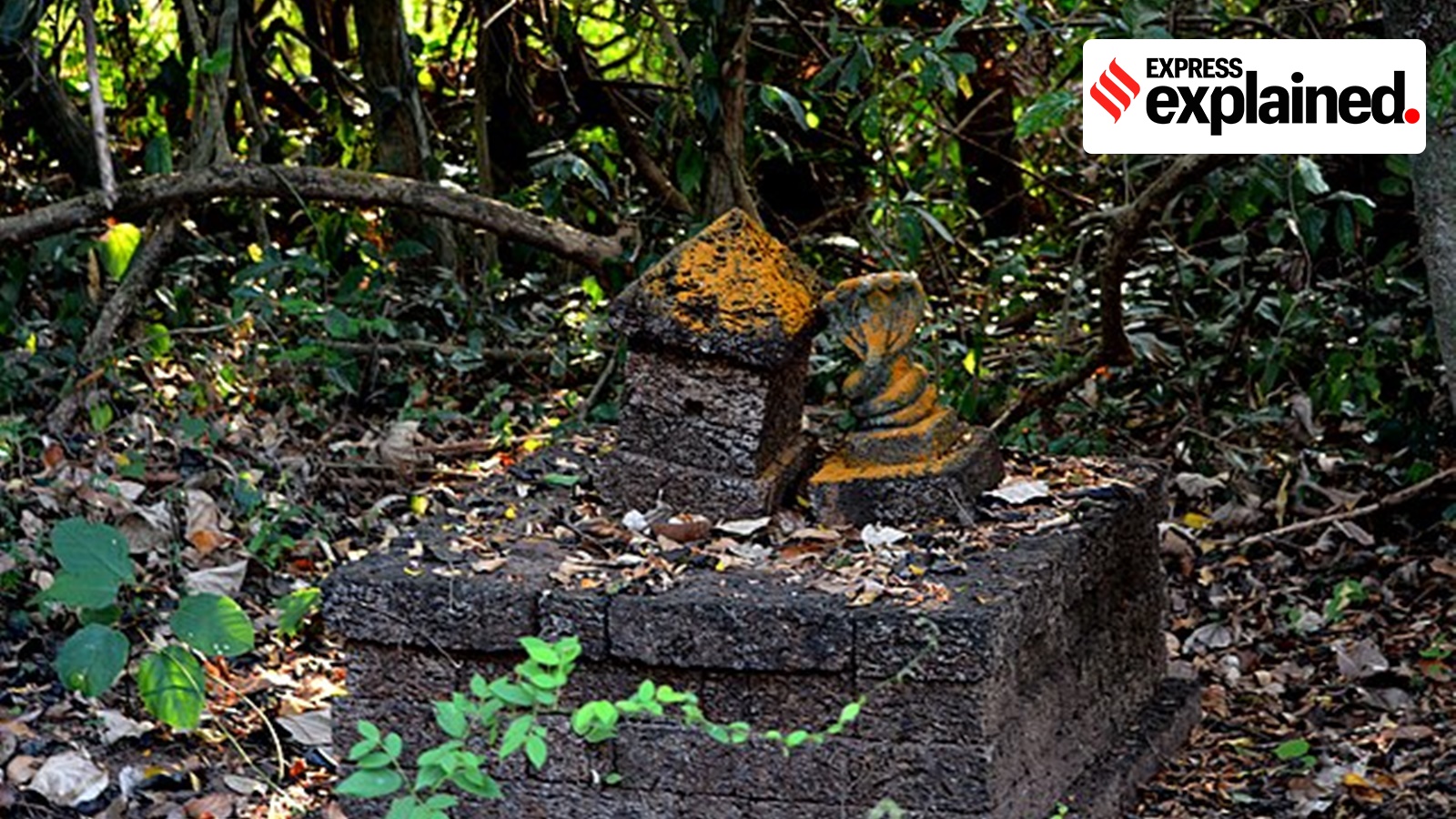 Why snakes are responsible for most wildlife attack deaths in Kerala ...