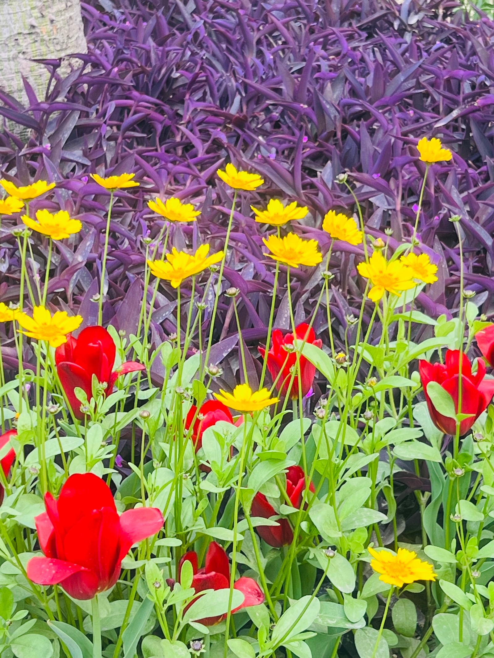 Delhi in bloom: Tulip Trails, city’s floral renaissance and green ...