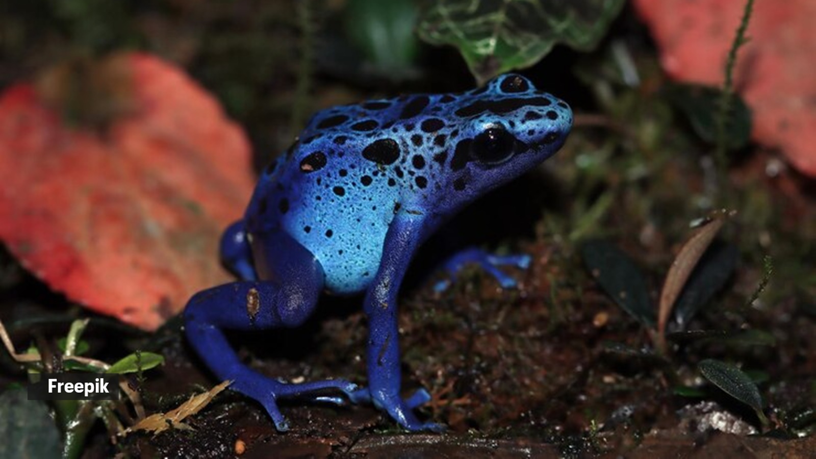How many blue animals do you know?