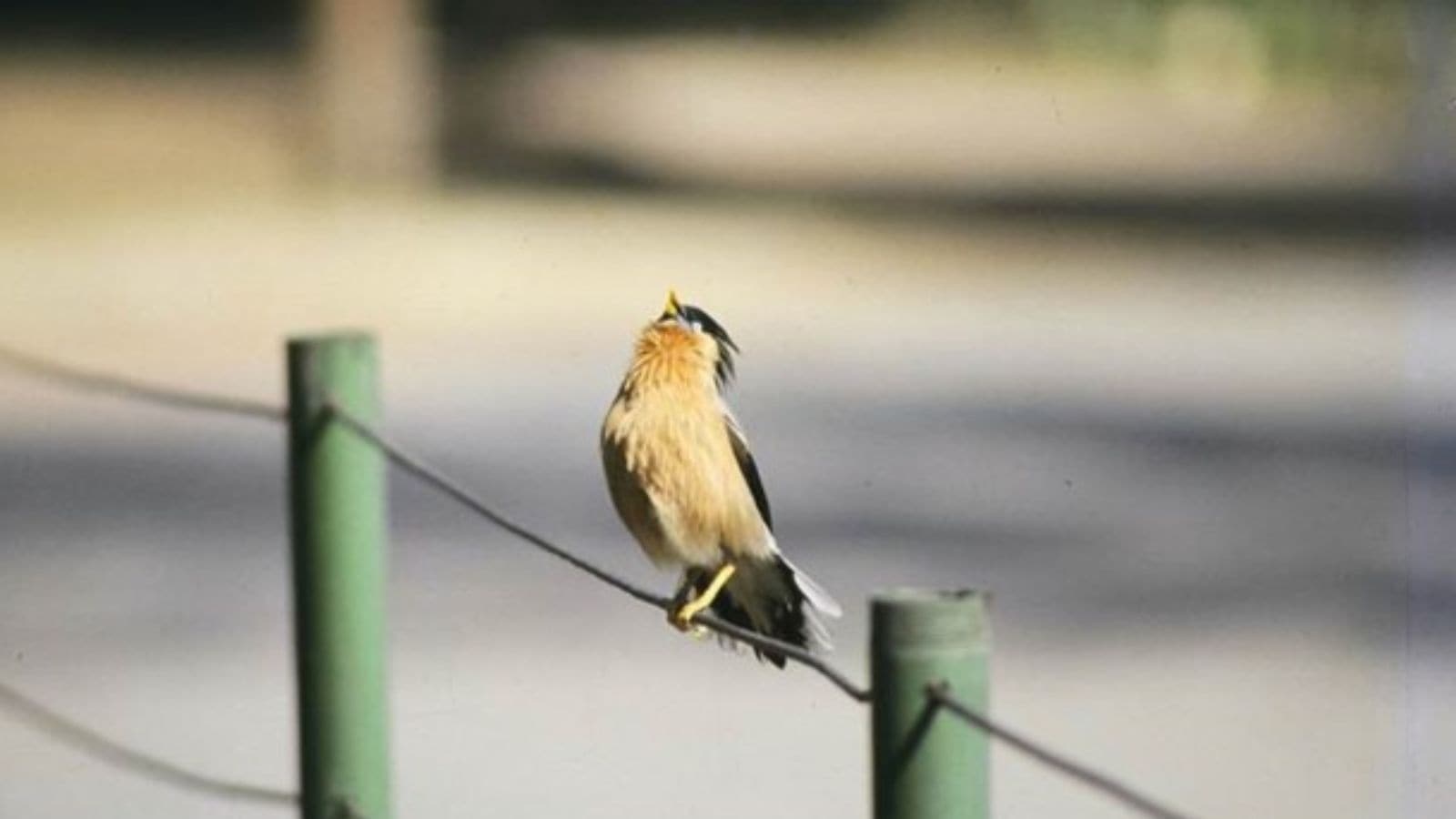 261 bird species recorded at Chandigarh Bird Race | Chandigarh News ...