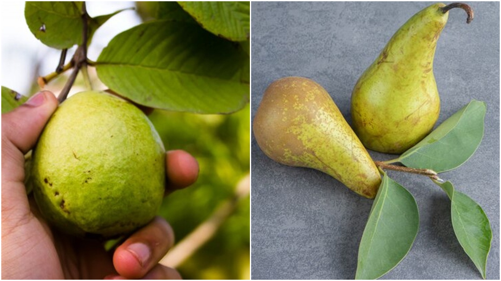 The benefits of chewing guava leaves vs pear leaves