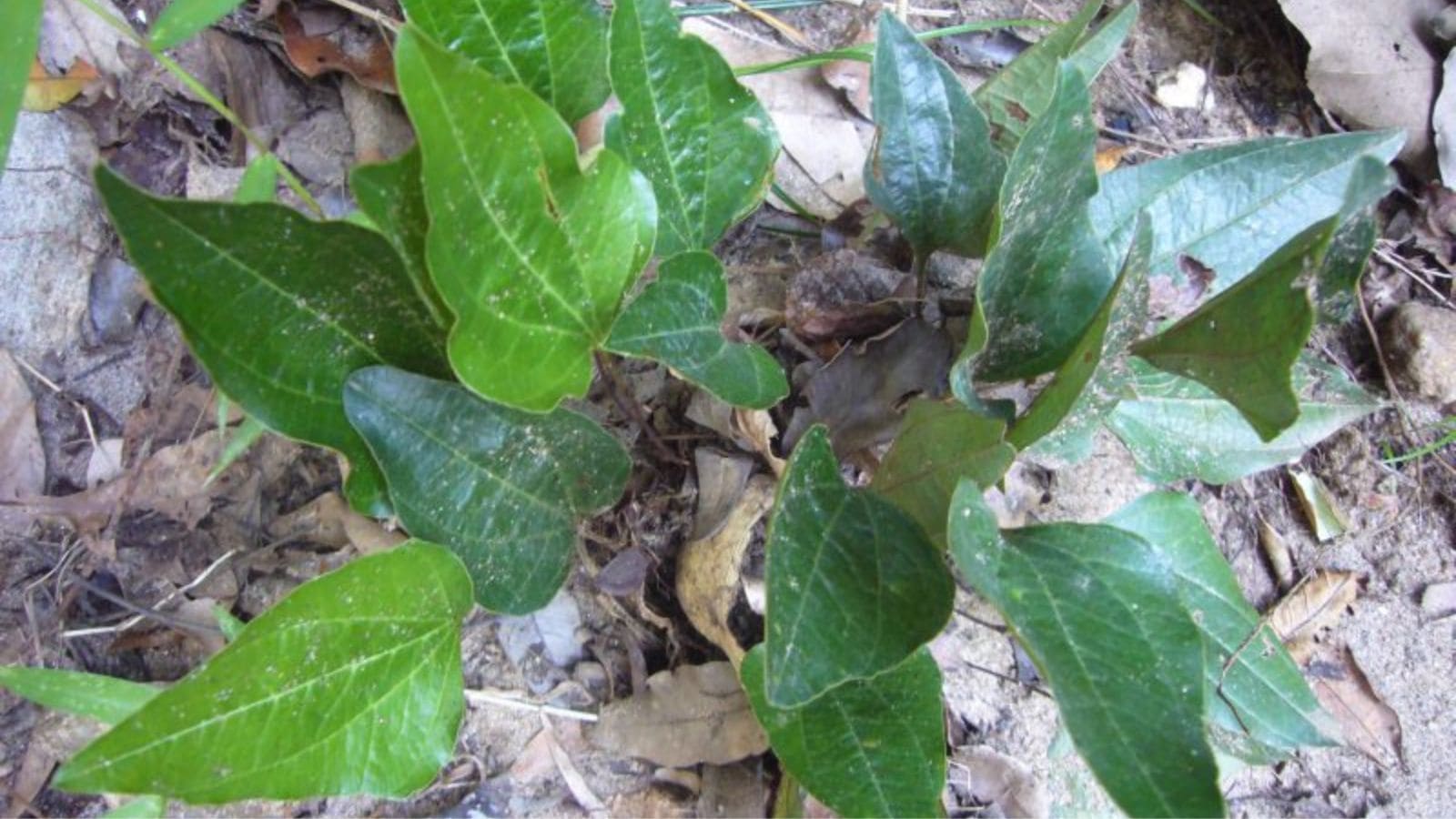 Eechan, the tribal who introduced miracle plant ‘arogyapacha’ to ...