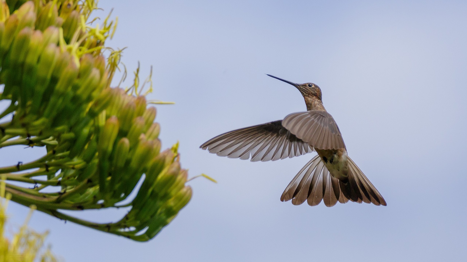 7 new animal species discovered in 2024 that will blow your mind (one ...
