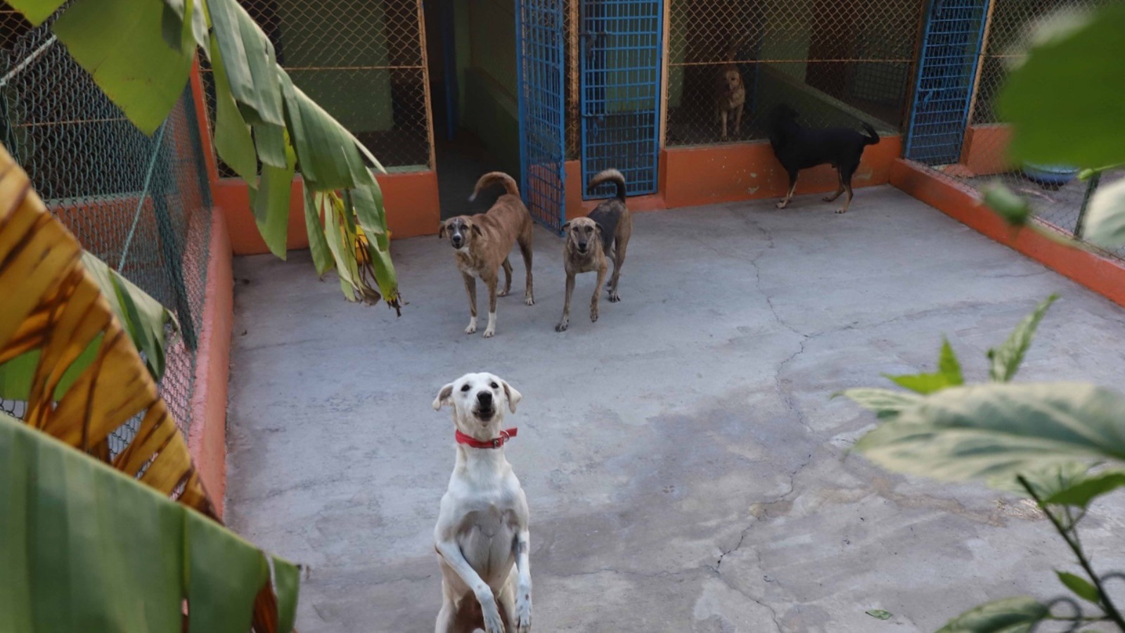 District deputy registrar of cooperative societies issues guidelines on pets in Pune | Pune News ...