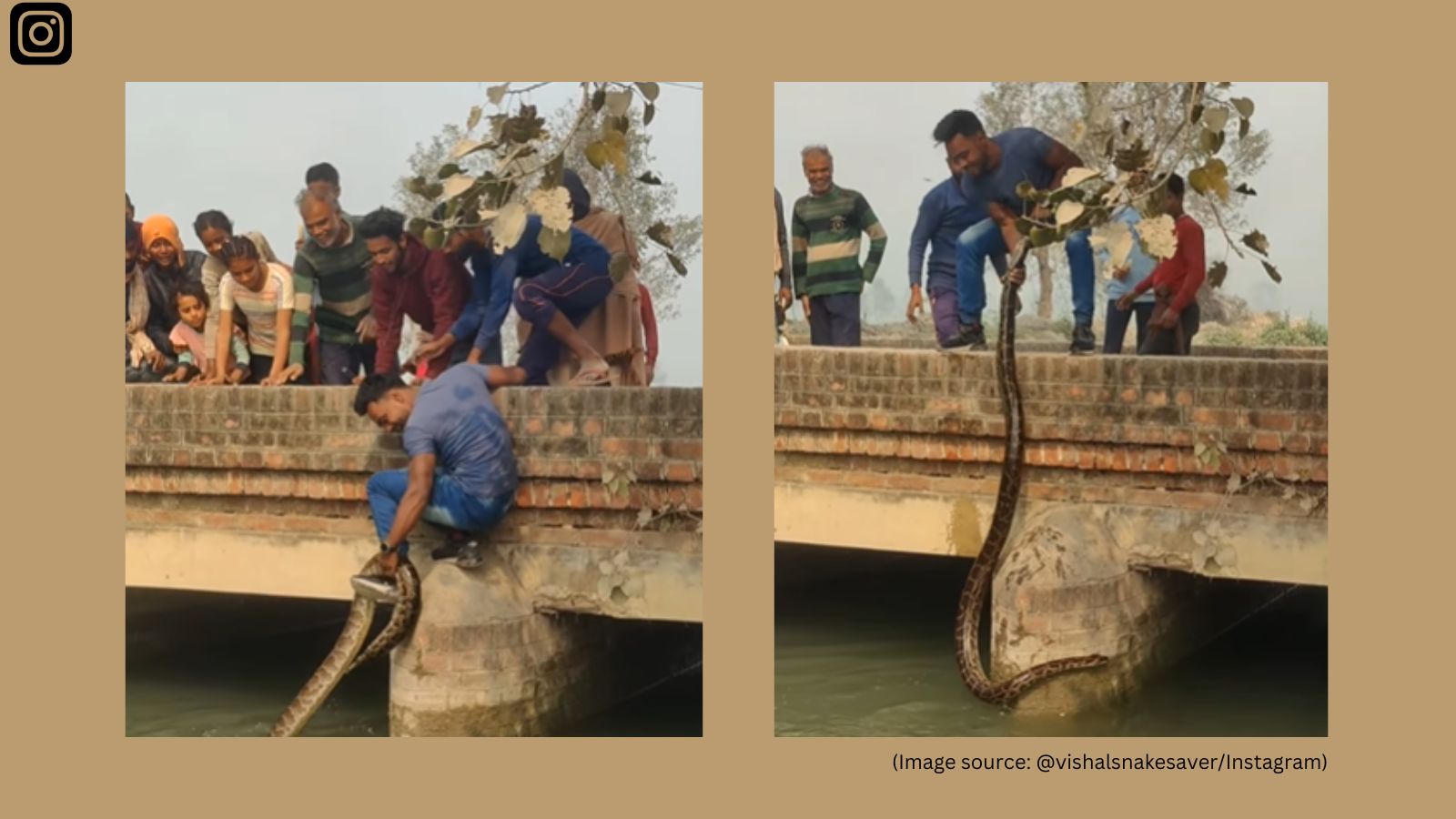 Man calmly pulls out giant python from canal in viral video; netizen asks, ‘What was the need ...