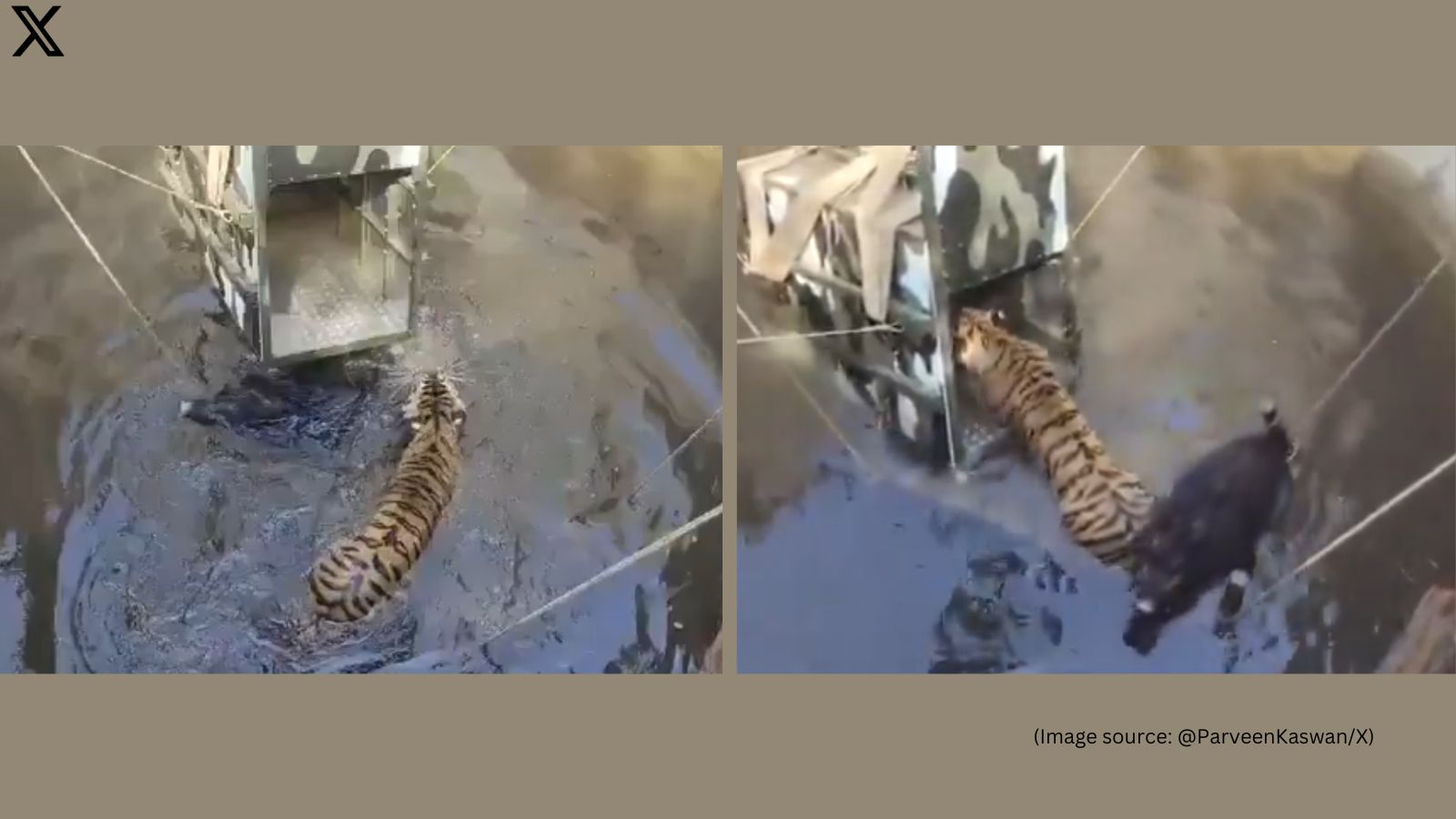 Tiger, boar fall into well during chase in Madhya Pradesh’s Pench Tiger ...