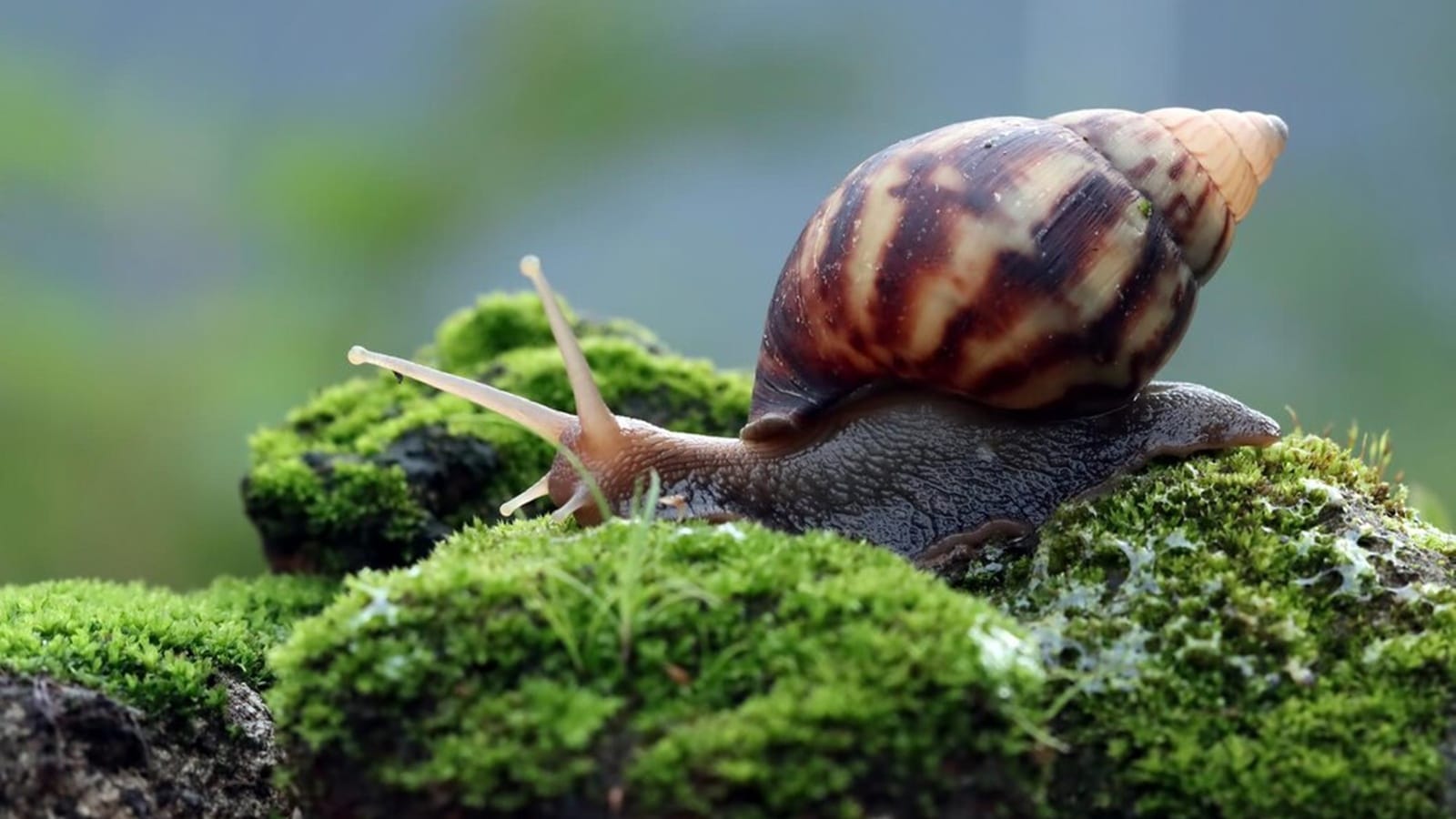 8 animals that ‘hibernate’ in the summer | Pets-animals News - The ...